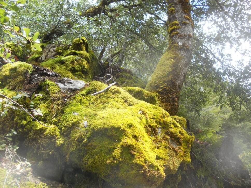 Oregon Caves moss – National Parks Blog