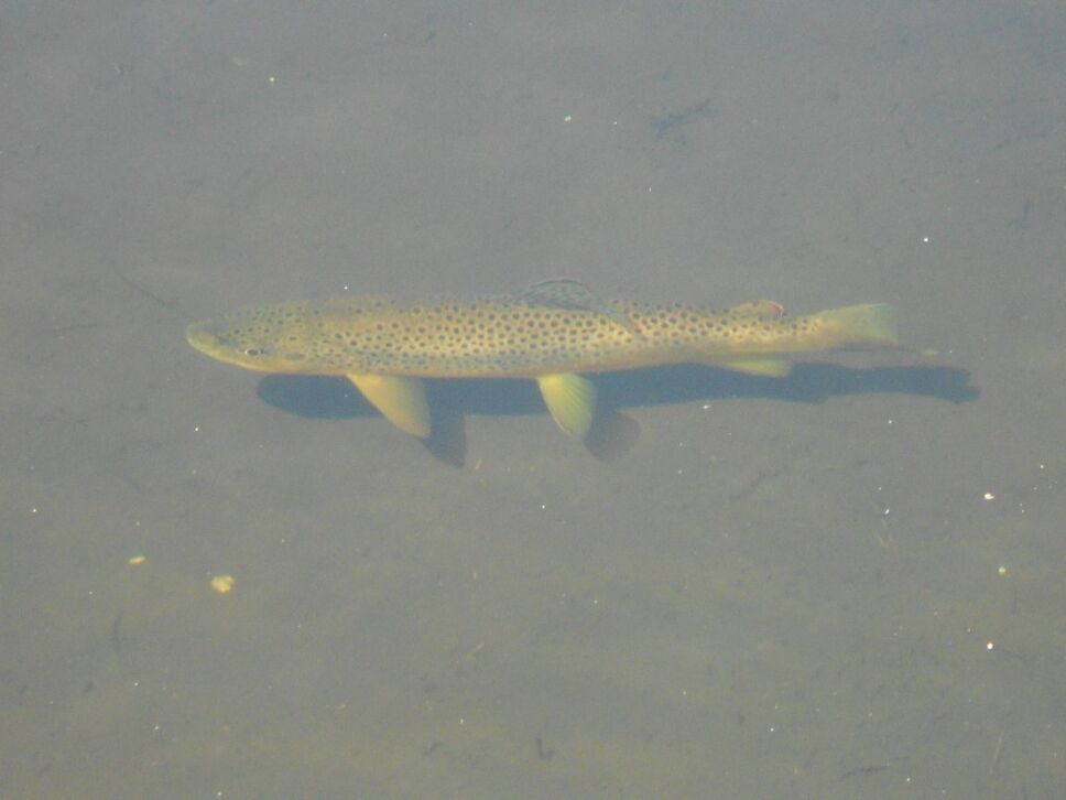 Sprague Lake Fishing Rocky Mountain National Park – National Parks Blog