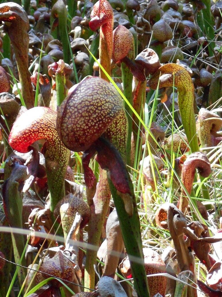 Rare California Pitcher Plant Bog Smith River National Recreation Area ...