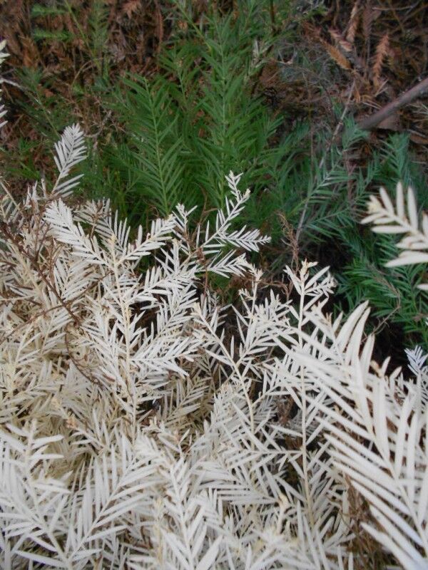 albino tree – National Parks Blog