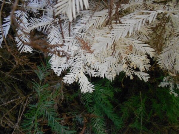 white redwood tree – National Parks Blog